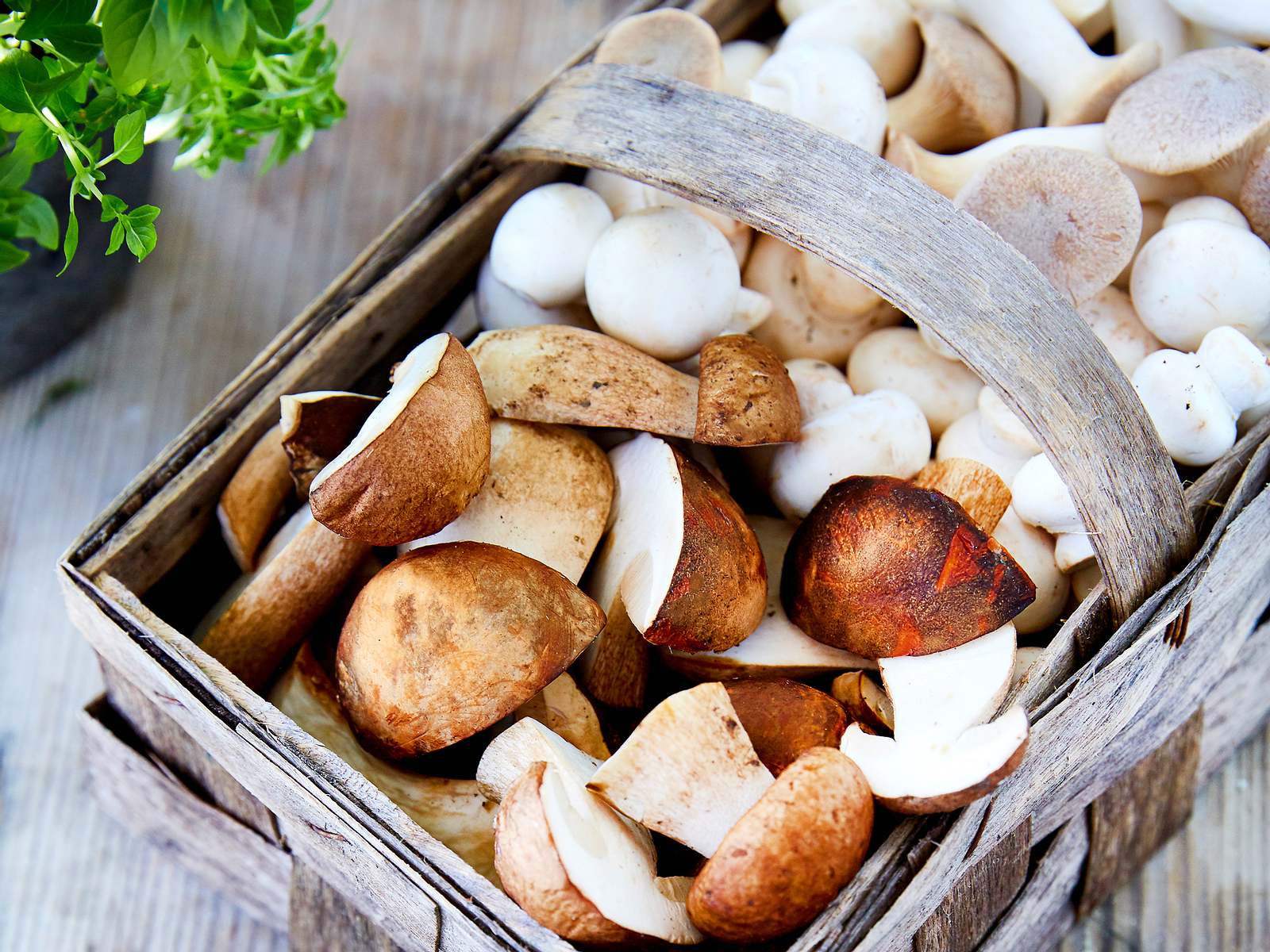 Pilzarten – von Austernpilz bis Steinpilz | LECKER