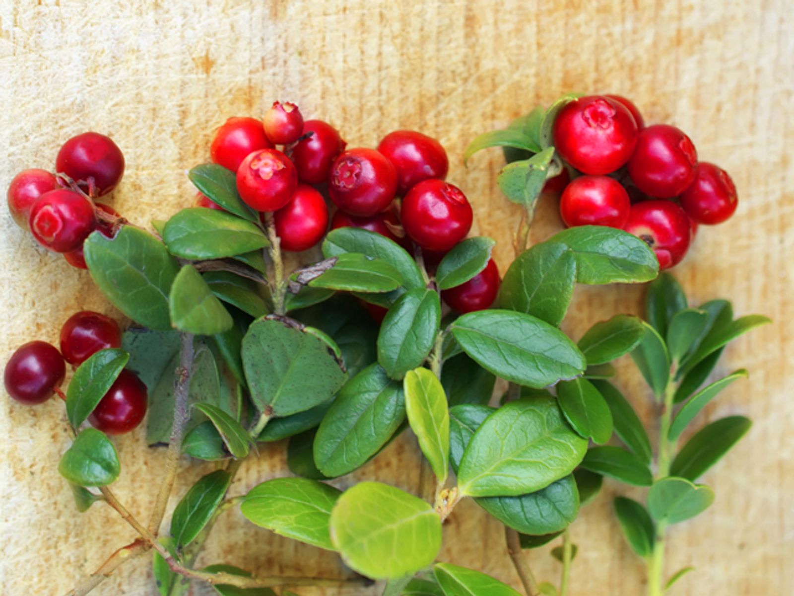 Was ist der Unterschied zwischen Preiselbeere und Cranberry? | LECKER