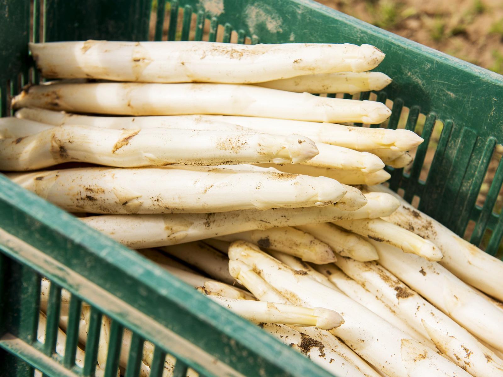 Spargelsaison 2025: Wann beginnt die Spargelzeit? | LECKER